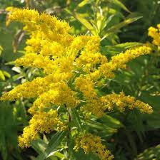 Flora And Fauna In Uttarakhand